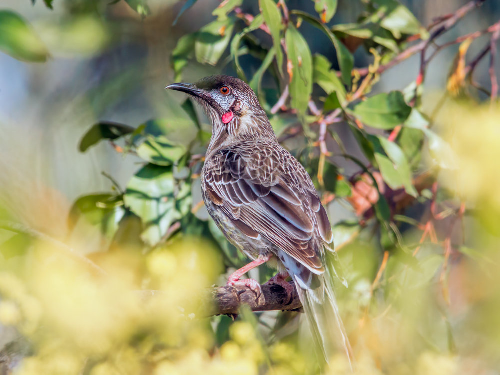 Red Wattlebird